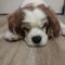 Recovery Room Dogs - Cavalier Rescue Trust