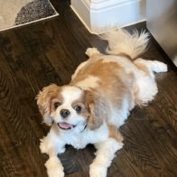 Recovery Room Dogs - Cavalier Rescue Trust