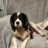 Recovery Room Dogs - Cavalier Rescue Trust
