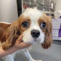 Recovery Room Dogs - Cavalier Rescue Trust