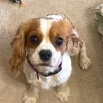 Recovery Room Dogs - Cavalier Rescue Trust