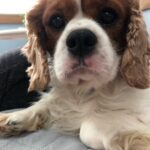 Recovery Room Dogs - Cavalier Rescue Trust