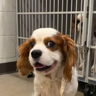 Recovery Room Dogs - Cavalier Rescue Trust