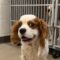 Recovery Room Dogs - Cavalier Rescue Trust