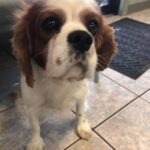 Recovery Room Dogs - Cavalier Rescue Trust