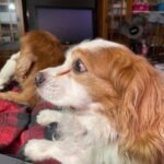 Recovery Room Dogs - Cavalier Rescue Trust