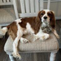 Recovery Room Dogs - Cavalier Rescue Trust