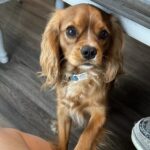Recovery Room Dogs - Cavalier Rescue Trust