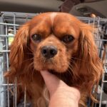 Recovery Room Dogs - Cavalier Rescue Trust