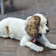 Recovery Room Dogs – Cavalier Rescue Trust