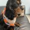 Recovery Room Dogs – Cavalier Rescue Trust