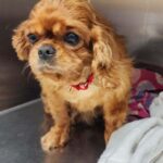 Recovery Room Dogs – Cavalier Rescue Trust