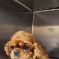 Recovery Room Dogs – Cavalier Rescue Trust