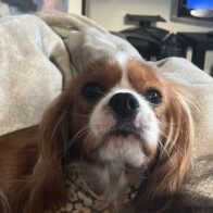 Recovery Room Dogs – Cavalier Rescue Trust