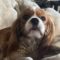 Recovery Room Dogs – Cavalier Rescue Trust