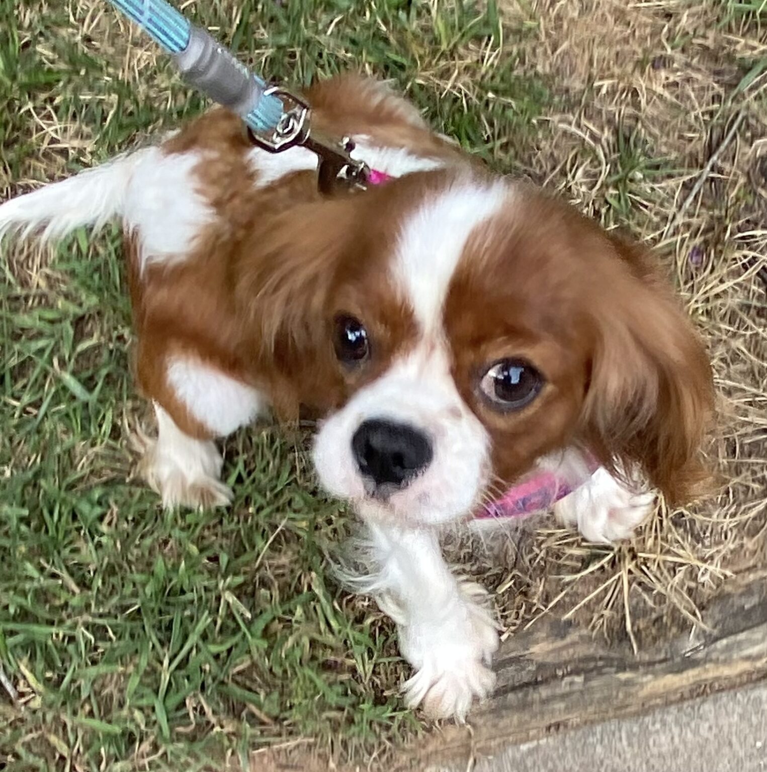 Recovery Room Dogs – Cavalier Rescue Trust