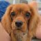 Recovery Room Dogs – Cavalier Rescue Trust