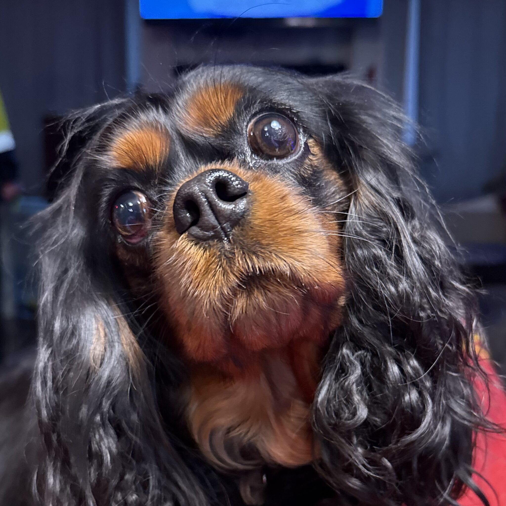 Available Dogs – Cavalier Rescue Trust